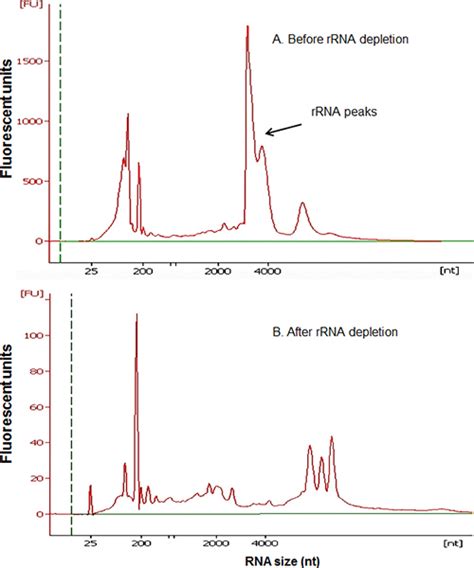 Depletion Of Ribosomal Rna For Mosquito Gut Metagenomic Rna Seq Scientific Article Protocol Jove