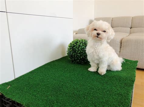 Diy Dog Grass Box Project Full Video Tutorial Dog Insider