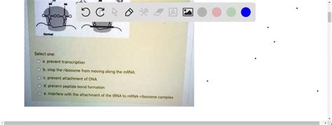 Solved A Bacterial Ncrna Called Oxys Regulates Translation By Binding To The Shine Dalgarno