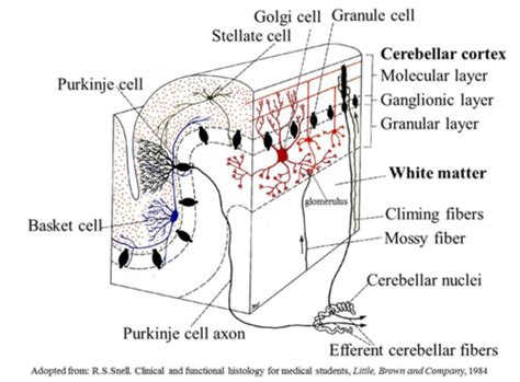Histology Simu Test 1 Sem 2 Flashcards Quizlet