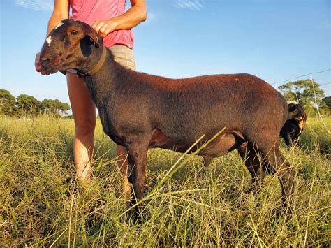 Breeding Parasite Resistant Sheep Snowdrop Farm