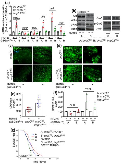Cells Free Full Text Sustained Nrf2 Overexpression Induced