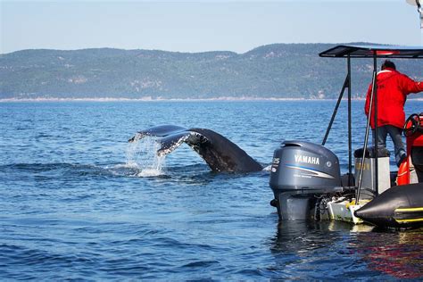 6 Best Whale Watching In Tadoussac Quebec Tour Reviews