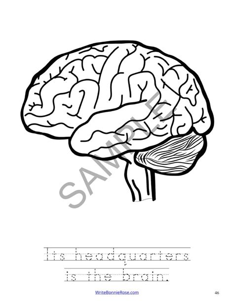 Questions And Answers Coloring Book About Science Body Systems Level B Made By Teachers