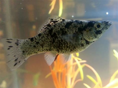 Black And White Molly Fish