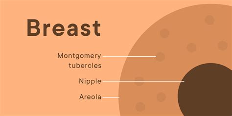 Different Breast Shapes And Names