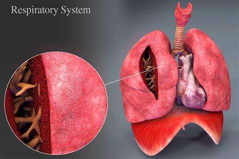 Respiratory System Animation By Julia Marilyn De Barrientos