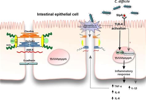 The Effects Of Slpa Extracted From C Difficile Clinical Strains On