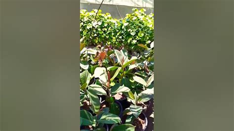 استخدام سعف النخيل لحماية النباتات بالصيف هام العراق النباتات Basra