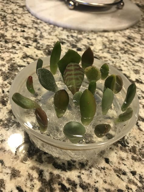 Water Propagation Succulent Leaves Best Succulent Ideas