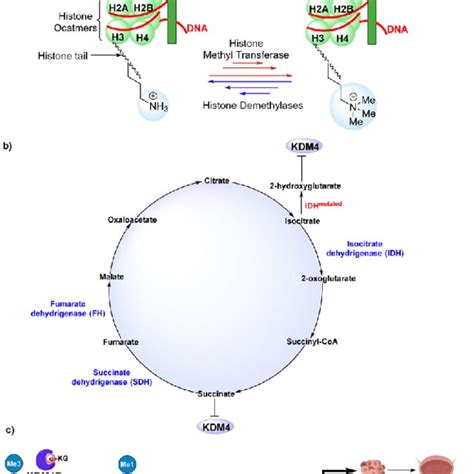 A Regulation Of Transcription Through Methylation Demethylation Of N3