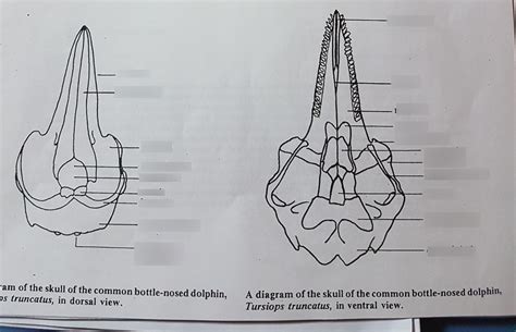 Dolphin Skull Dorsalventral View Diagram Quizlet
