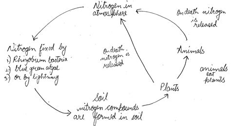 Draw A Schematic Diagram Of Nitrogen Cycle Class 8 Circuit Diagram