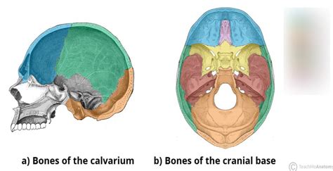Calvarium And Floor Diagram Quizlet