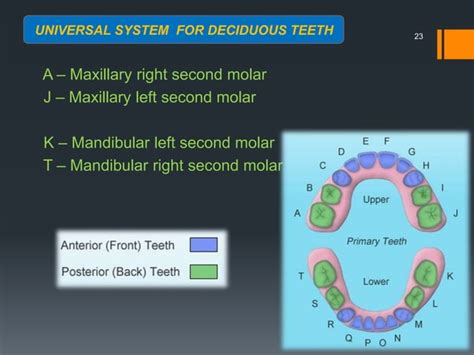 Tooth Numbering System PPTX