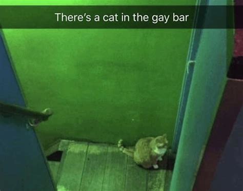 Cat Spoted R Thekittykingdom