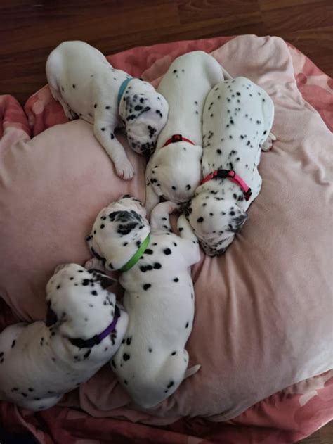 Does Anyone Know If There Is A Difference Between American And European