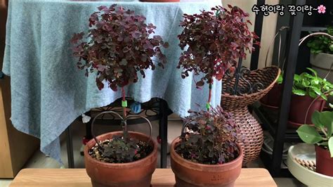 사랑초실리쿠오사2단콤보외목대로 키우는과정블루블루~ 나비수국 Youtube