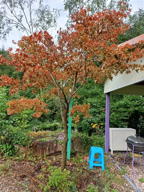 단풍나무 잎이 마르며 죽어가고있는데 살릴 방법 지식in