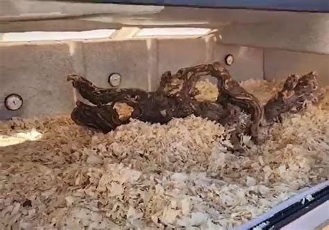15 Foot Python Named Big Mama Escapes In Chatsworth Leaving