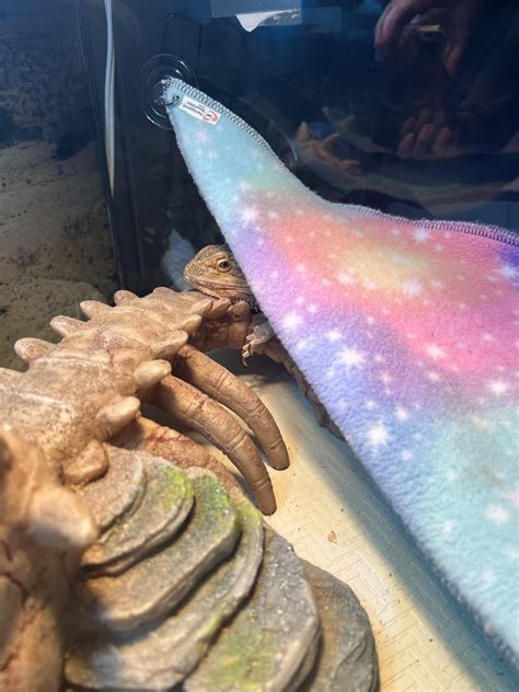 Lazy Bones R Beardeddragons