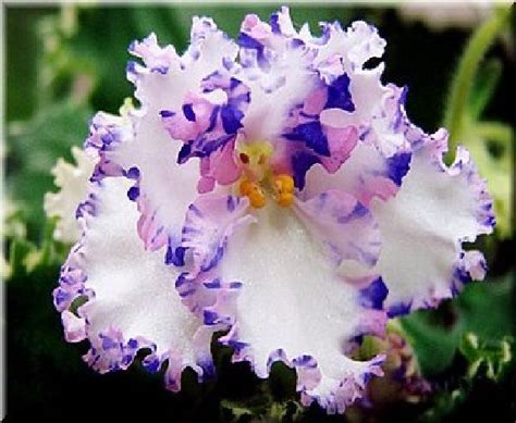 African Violet Ma's Glass Slipper one leaf | African violets, Iris ...