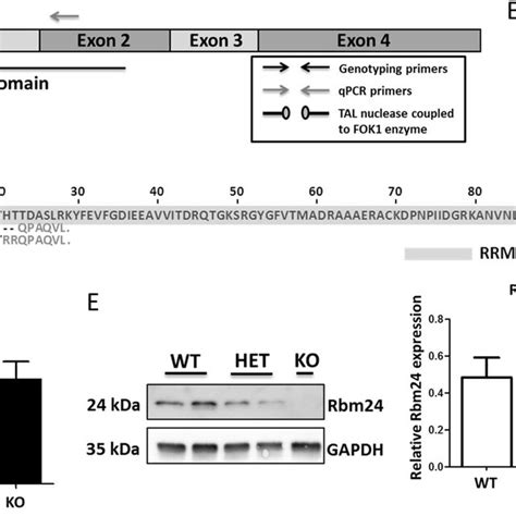 A Schematic Representation Of The Biogenesis Of Mirnas And Their Download Scientific Diagram