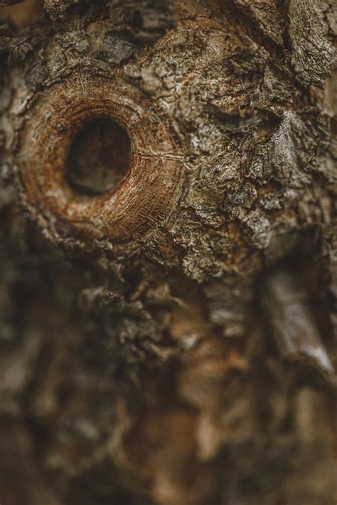 Free Picture Heart Red Sign Bark Tree Trunk Symbol Texture