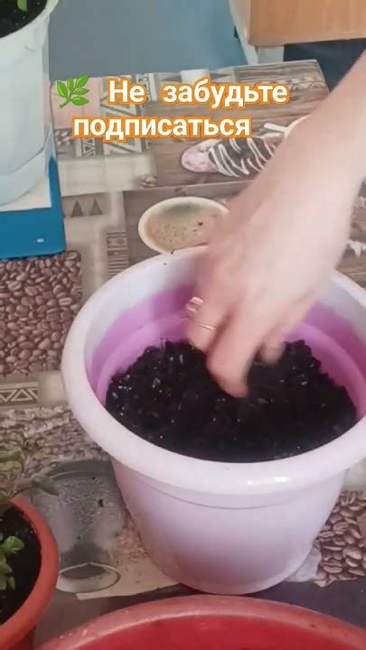 🪴 Посадка цветка Альтернатьера цветыдлядома домашниерастения цветы Plants