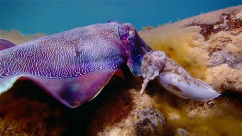 Cuttlefish Males Fool Rivals By Imitating Opposite Sex Nature