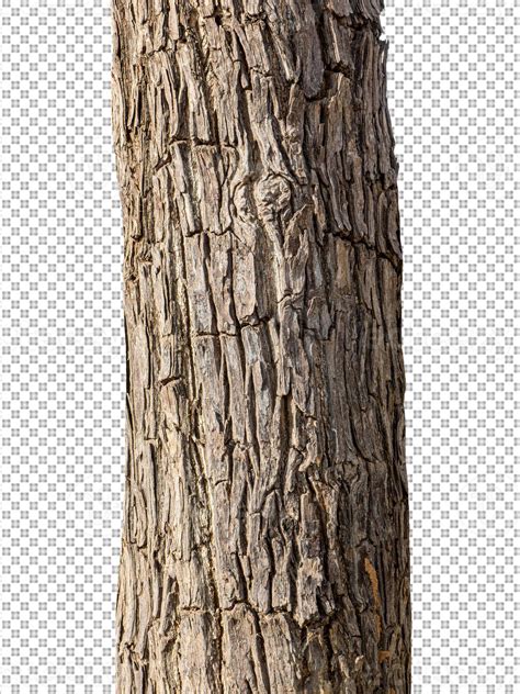 Trunk Of A Tree Isolated On Transparent Background 13667788 Stock Photo At Vecteezy