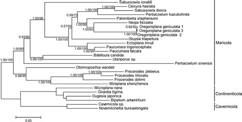 Bayesian Inference Phylogenetic Tree Topology Inferred From The