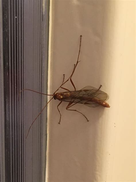 wasp r whatisthisbug