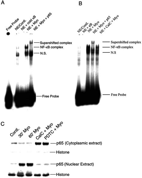 Myotrophin Stimulates Nf κb Dna Binding Activity A Neonatal Myocytes