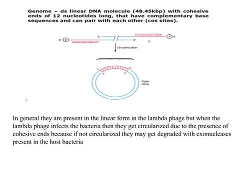 Structuregenome Organisationgene Regulation Of Lambda Phage Pptx