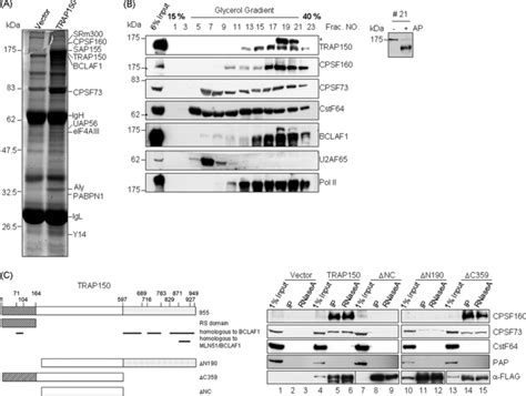Trap150 Interacts And Co Fractionates With The Cpsf Complex A The Download Scientific