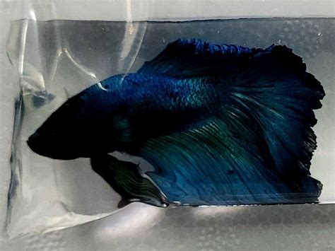 Abyss Rare Abyss Rare Ornamental Fish And Aquariums