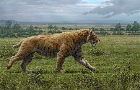 Smilodon Facts Habitat Diet Fossils Pictures