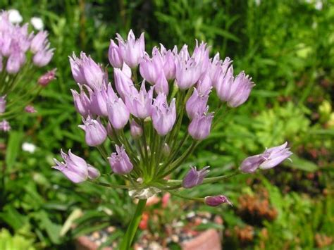 Allium Lusitanicum North American Rock Garden Society