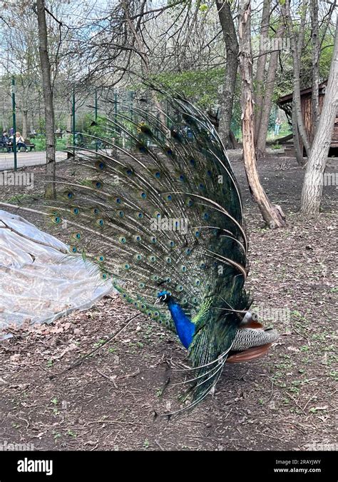 Close Up Of Peacock Showing Its Beautiful Feathers Male Peacock