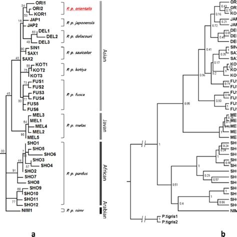 Phylogenetic Relationships Among The Leopard Mtdna Haplotypes From