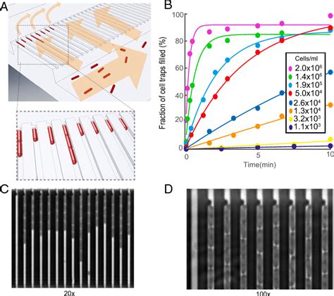 Figure 1 From Antibiotic Susceptibility Testing In Less Than 30 Min Using Direct Single Cell
