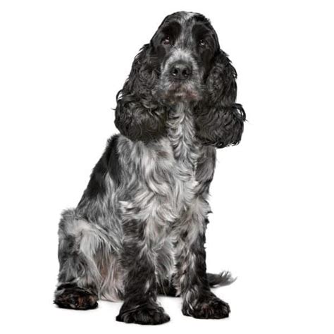 Do Cocker Spaniel Puppies Shed