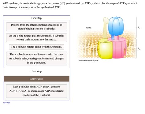 Proton Gradient Formation And Atp Synthesis Masteringbiology