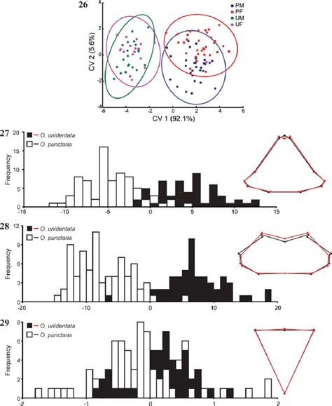Discriminant Functions On Linear And Geometric Morphometrics To