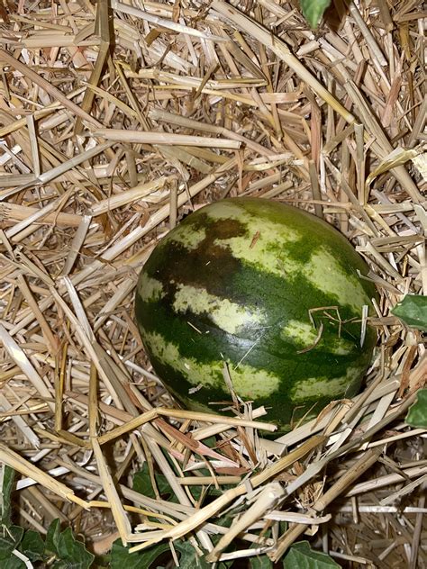 Is This A Bad Sign About The Size Of A Small Cantaloupe R Gardening