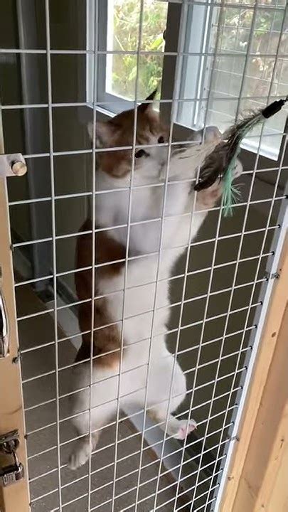 무서운 맹수의 사냥 Youtube