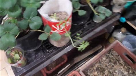 گلخانه کوچک من Youtube