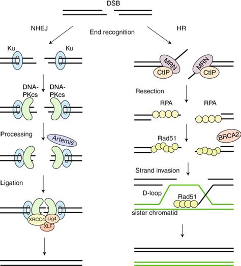 HR And NHEJ NHEJ NHEJ Starts With Recognition Of The DNA Ends By The