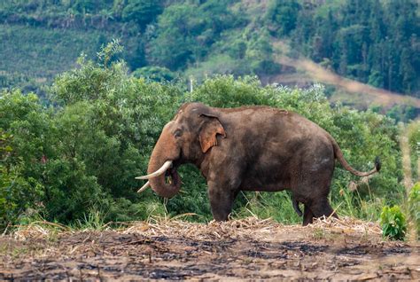 The Carefree Life Of Wild Asian Elephants In Sw China Cgtn